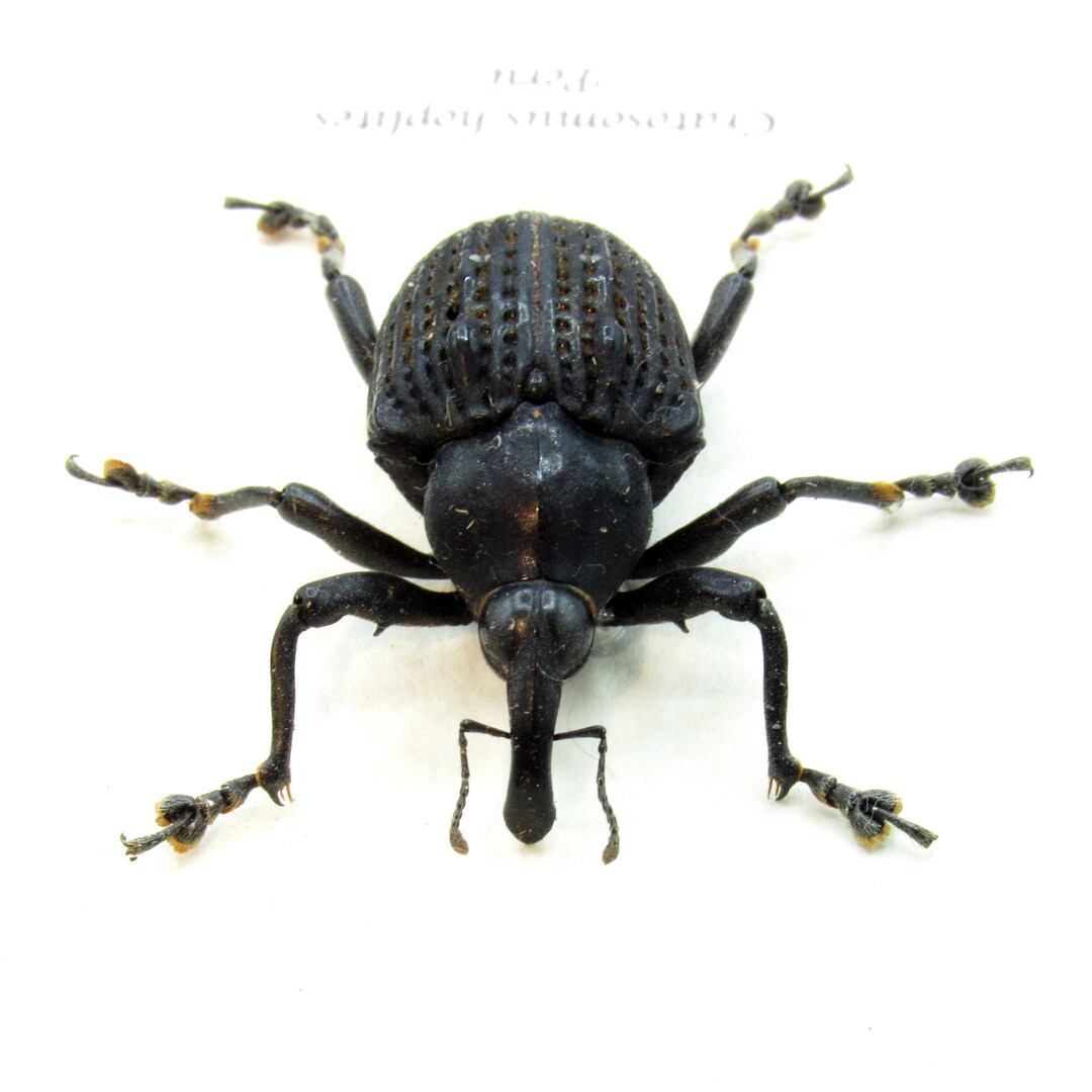 Real Armored Weevil Framed Taxidermy Cratosomus Hoplites - Etsy