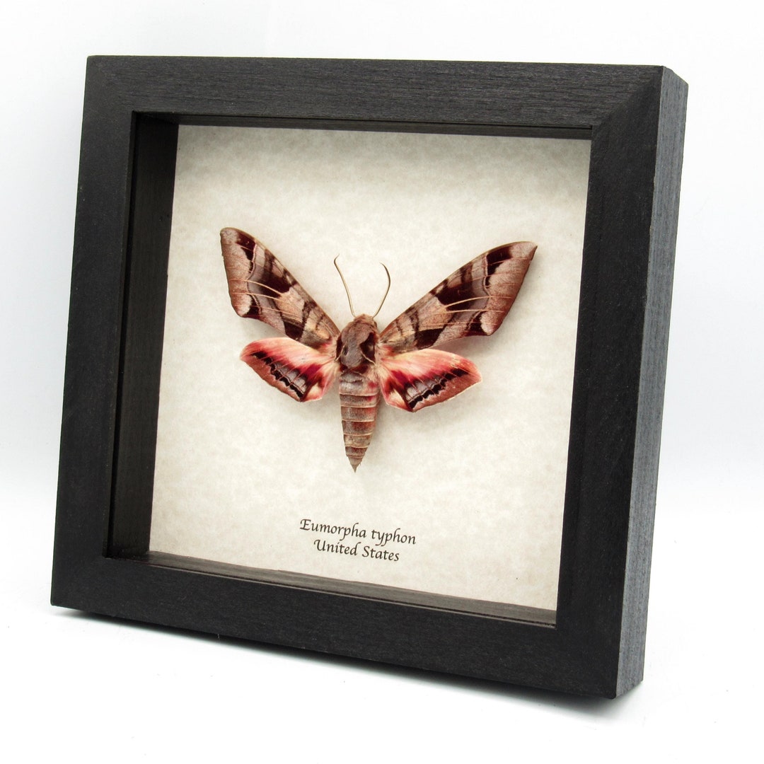 Giant Typhon Sphinx Moth Framed Taxidermy - Eumorpha Typhon - XL Female ...