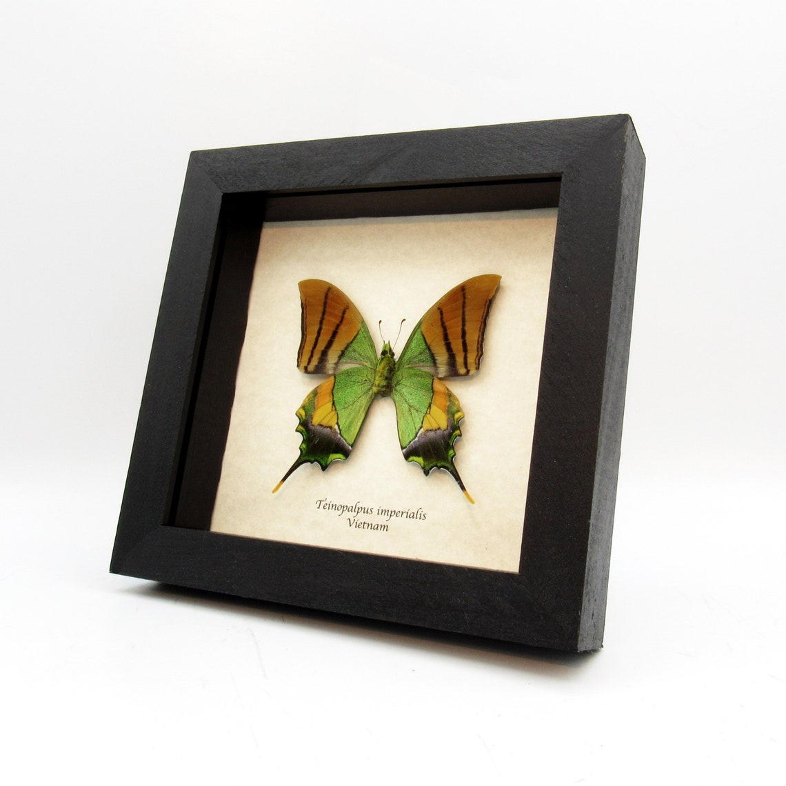 Real Rare Kaiser-i-hind Swallowtail Butterfly Framed Taxidermy - Etsy