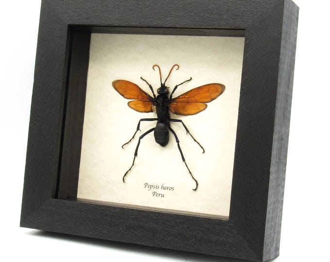 Rare Tarantula Hawk Wasp Framed Taxidermy - Pepsis Heros - 2.85 Inch ...