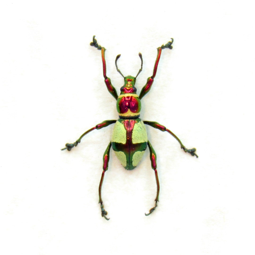 WEEVIL MANIA! Real Metallic Red and Green Weevil Framed Taxidermy ...