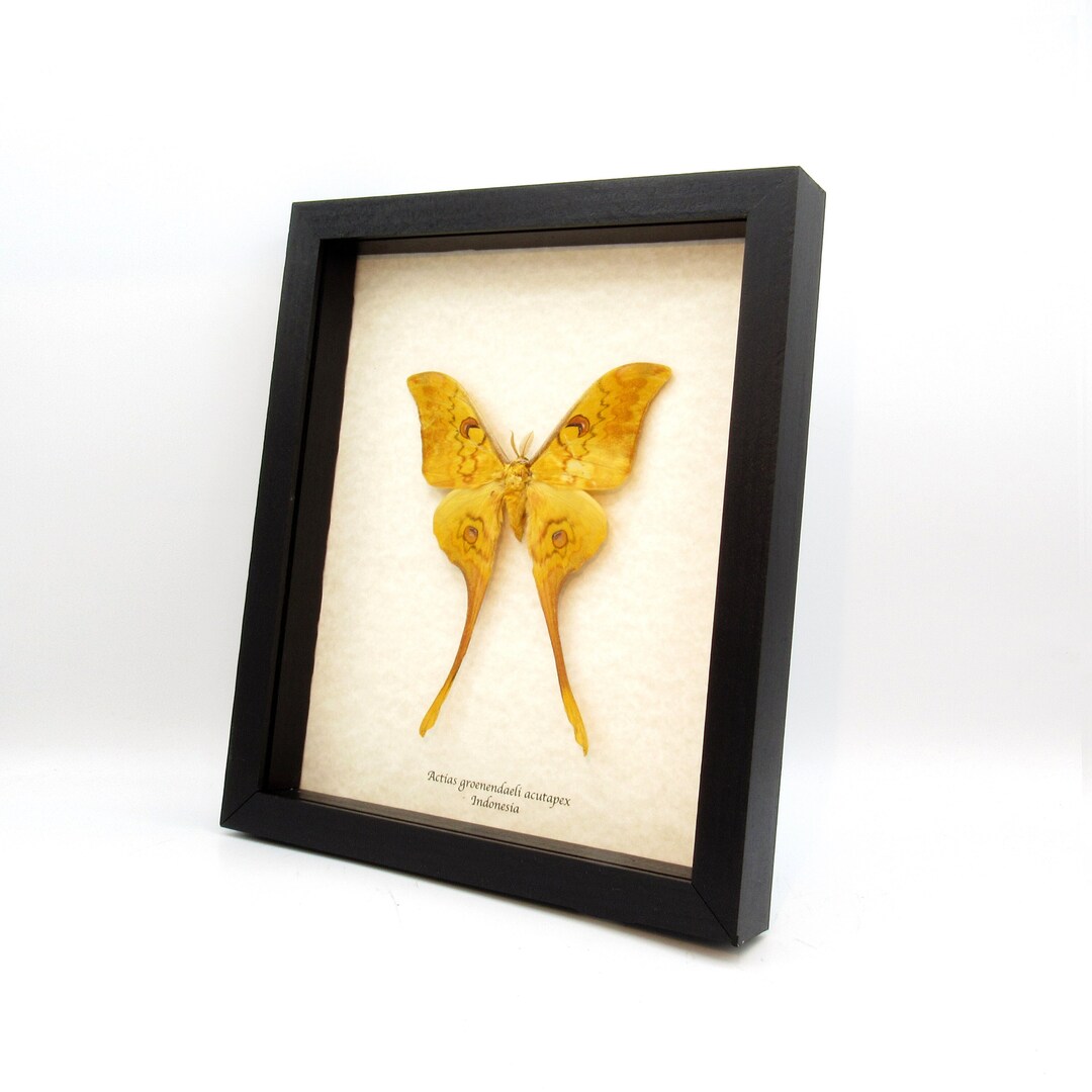 Rare Giant Moon Moth Framed Taxidermy Actias Groenendaeli Acutapex rare-giant-moon-moth-framed-taxidermy-actias-groenendaeli-acutapex