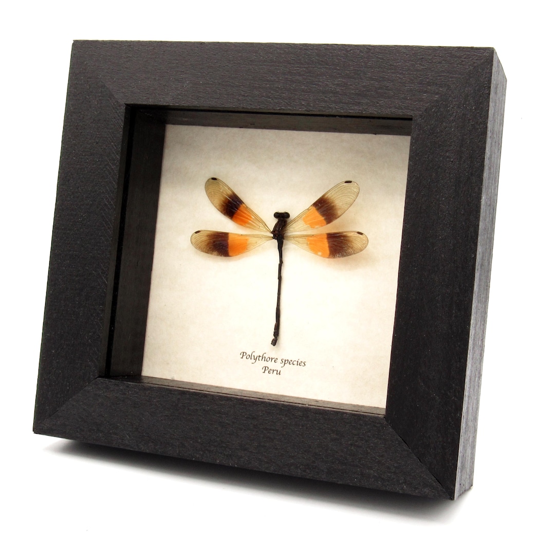 Rare Orange Damselfly Dragonfly Framed Specimen - Polythore Species - Etsy