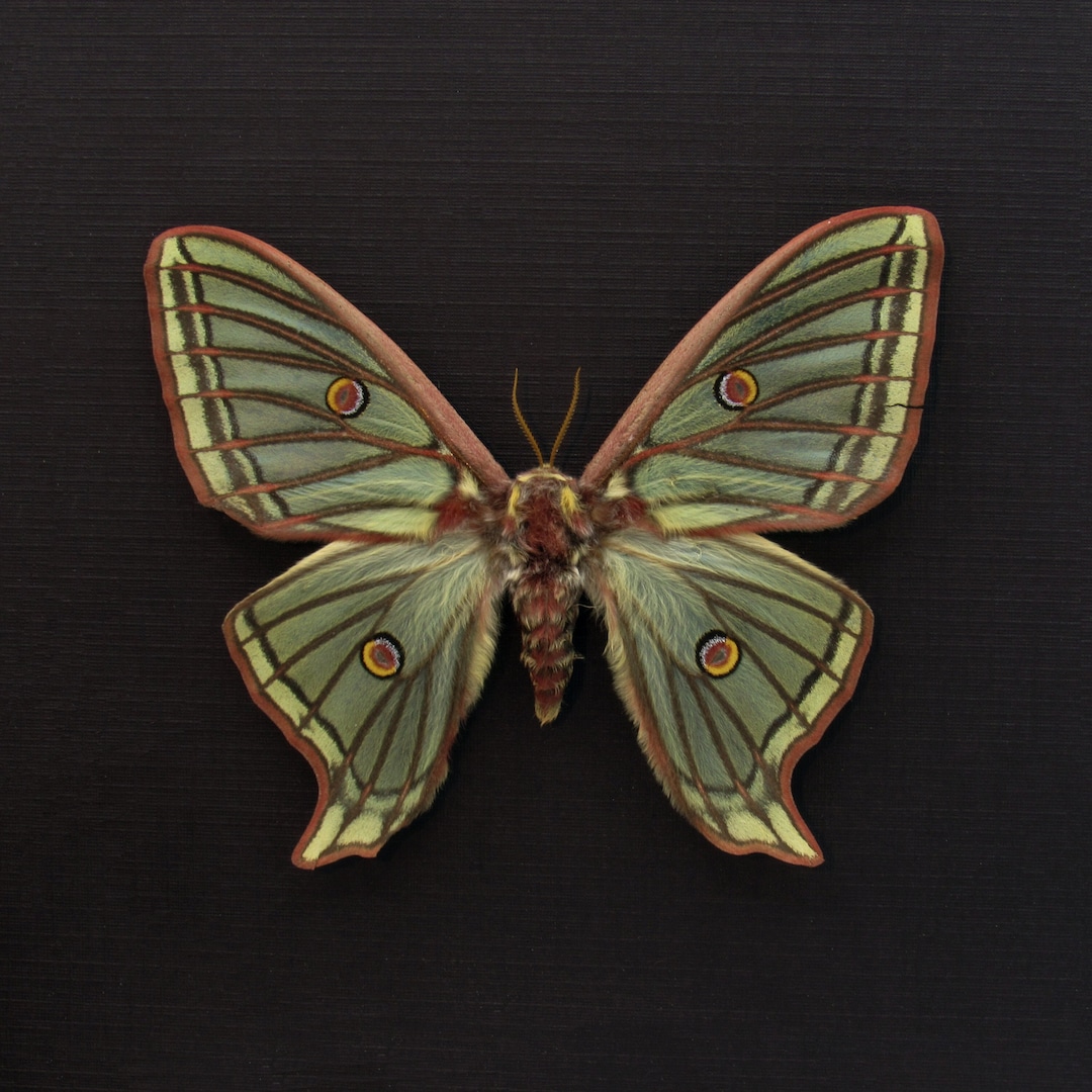 Rare Spanish Moon Moth Framed Taxidermy - Graellsia Isabellae - XL ...