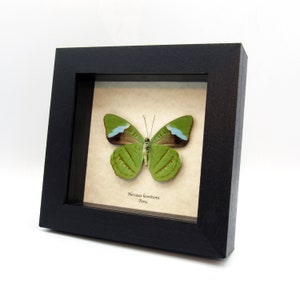 Real Green Olivewing Butterfly Framed Taxidermy - Nessaea Hewitsoni - Etsy