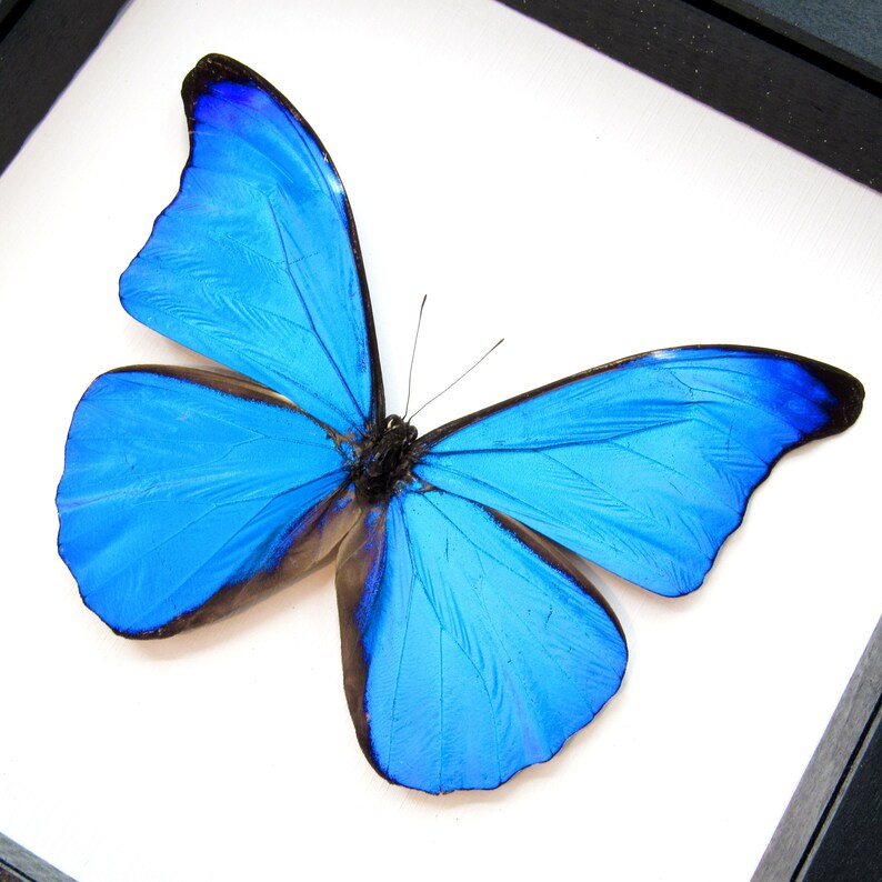 Rare Metallic Blue Butterfly Framed Taxidermy Morpho - Etsy