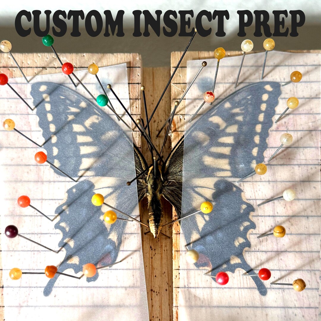 Custom Insect Preparation and Framing - Send Me Your Bug and I Will ...