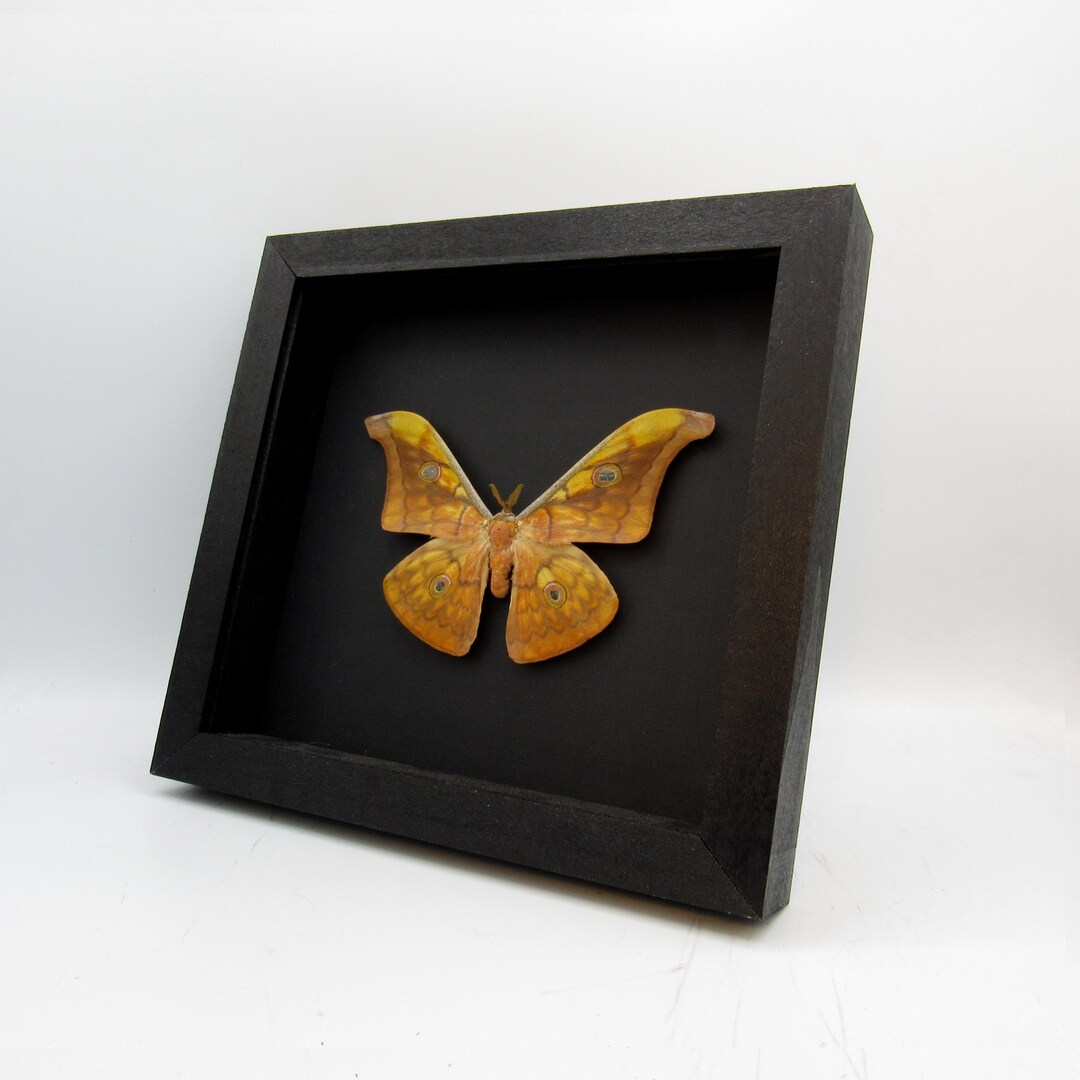 Real Wild Tasar Silkmoth Framed Taxidermy - Antheraea Frithi - Etsy