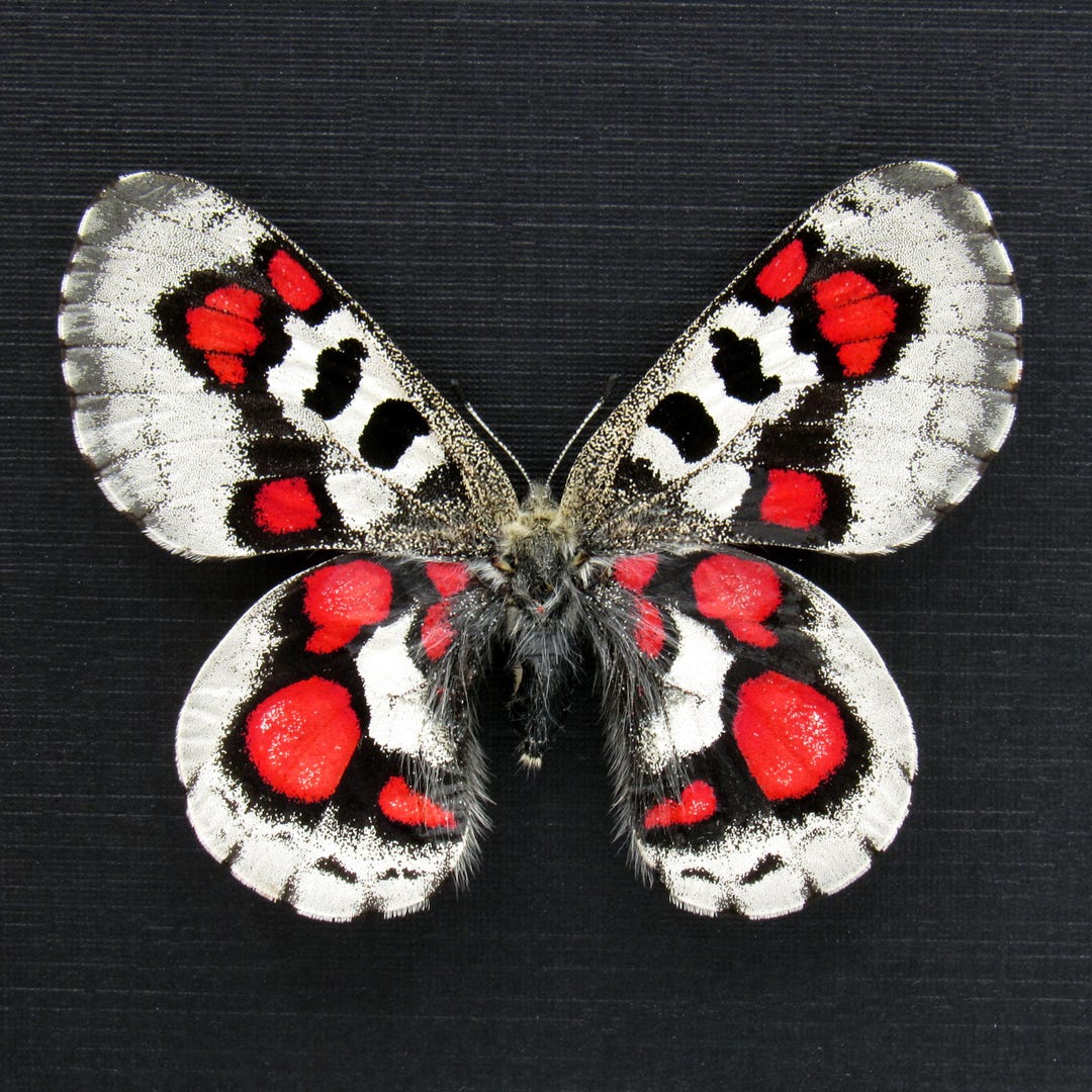 Very Rare Red Snow Apollo Butterfly Framed Specimen - Parnassius Nomion ...