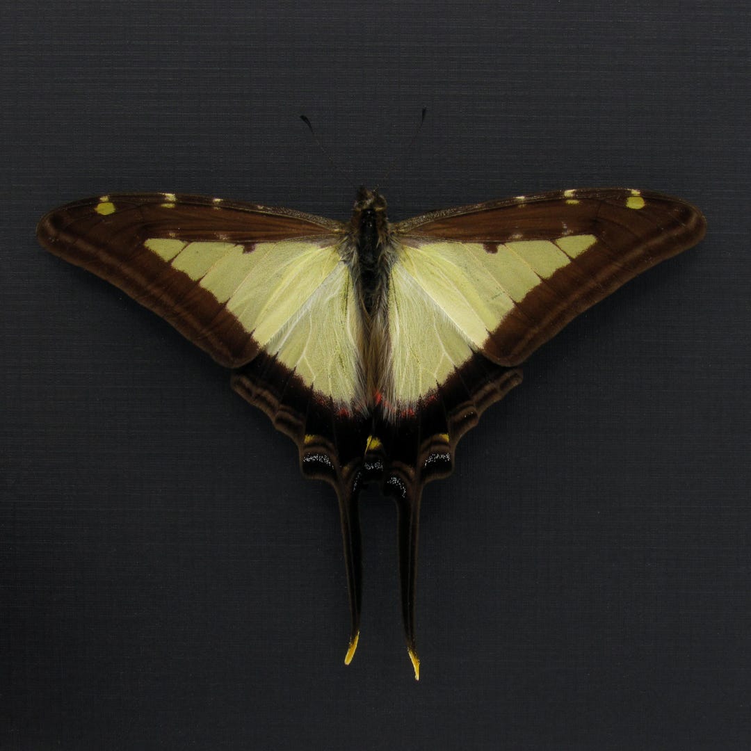 Real Kite Butterfly Framed Taxidermy - Protographium Leucaspis ...