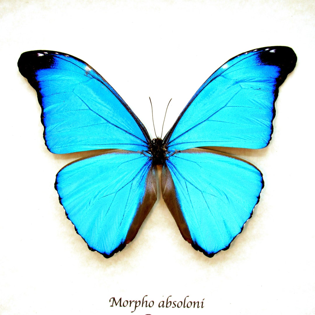 Rare Metallic Blue Morpho Framed Taxidermy Morpho Absoloni - Etsy
