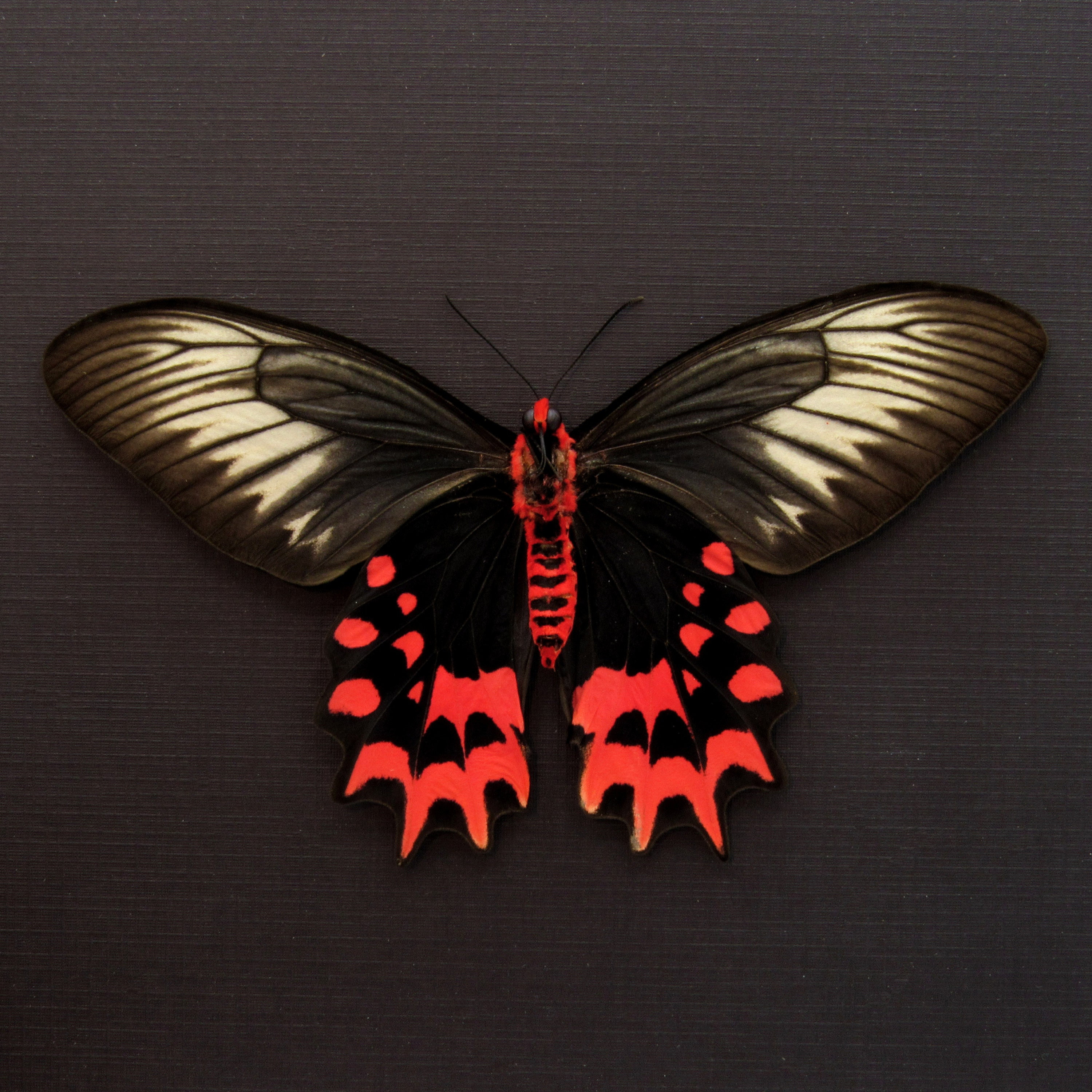 Vampire Butterfly