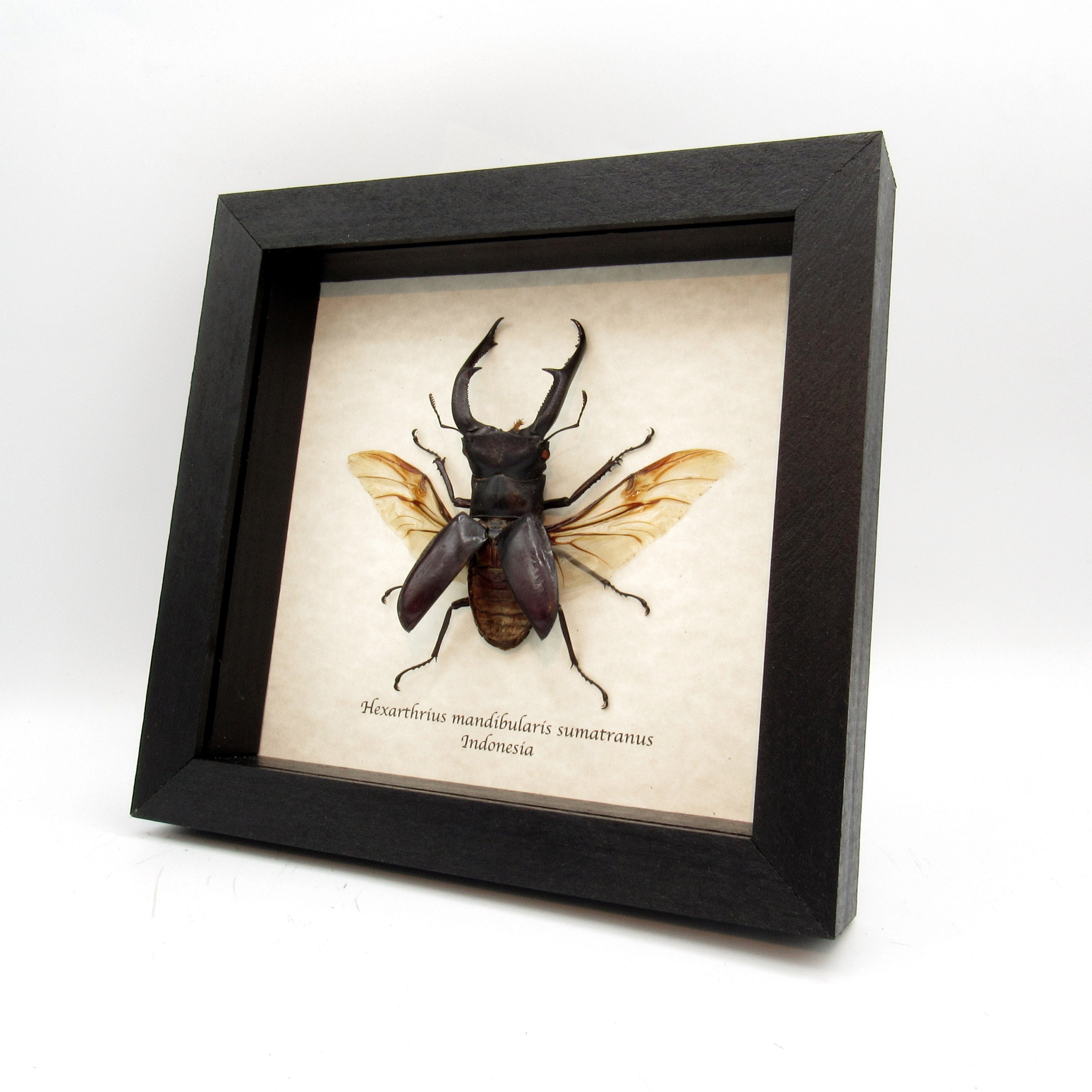 Elephant Stag Beetle