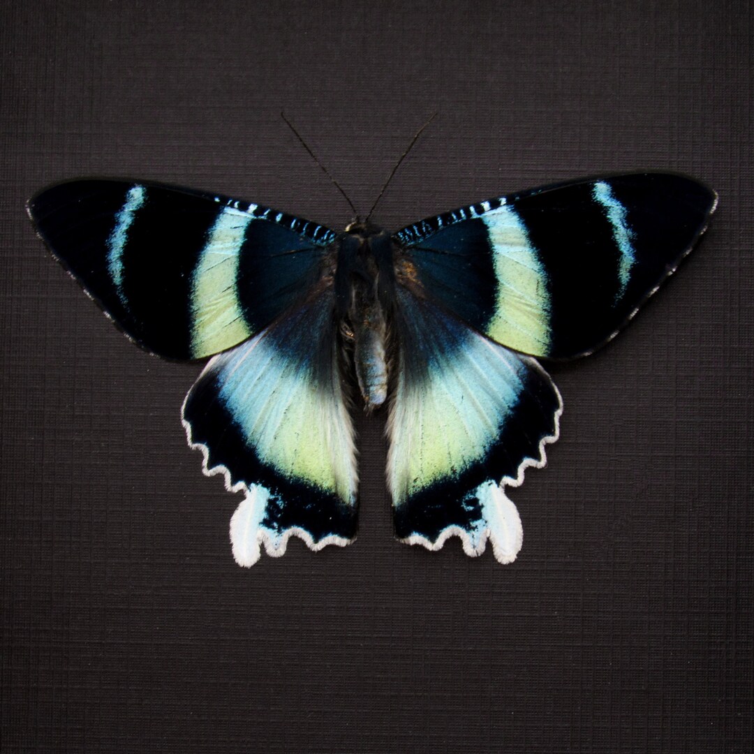 Real Blue Moth Framed Taxidermy Alcides Agathyrsus Victorian Mount ...