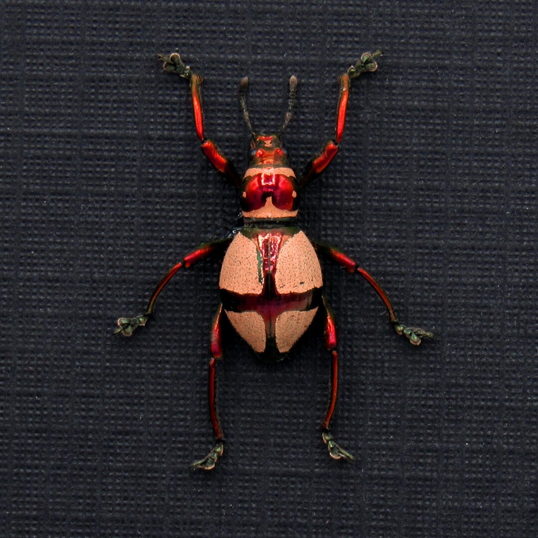 Real Metallic Pink Weevil Beetle Framed Specimen - Pachyrhynchus ...