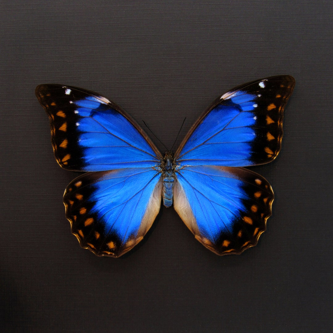 Very Rare Metallic Blue/violet Morpho Butterfly Framed - Etsy