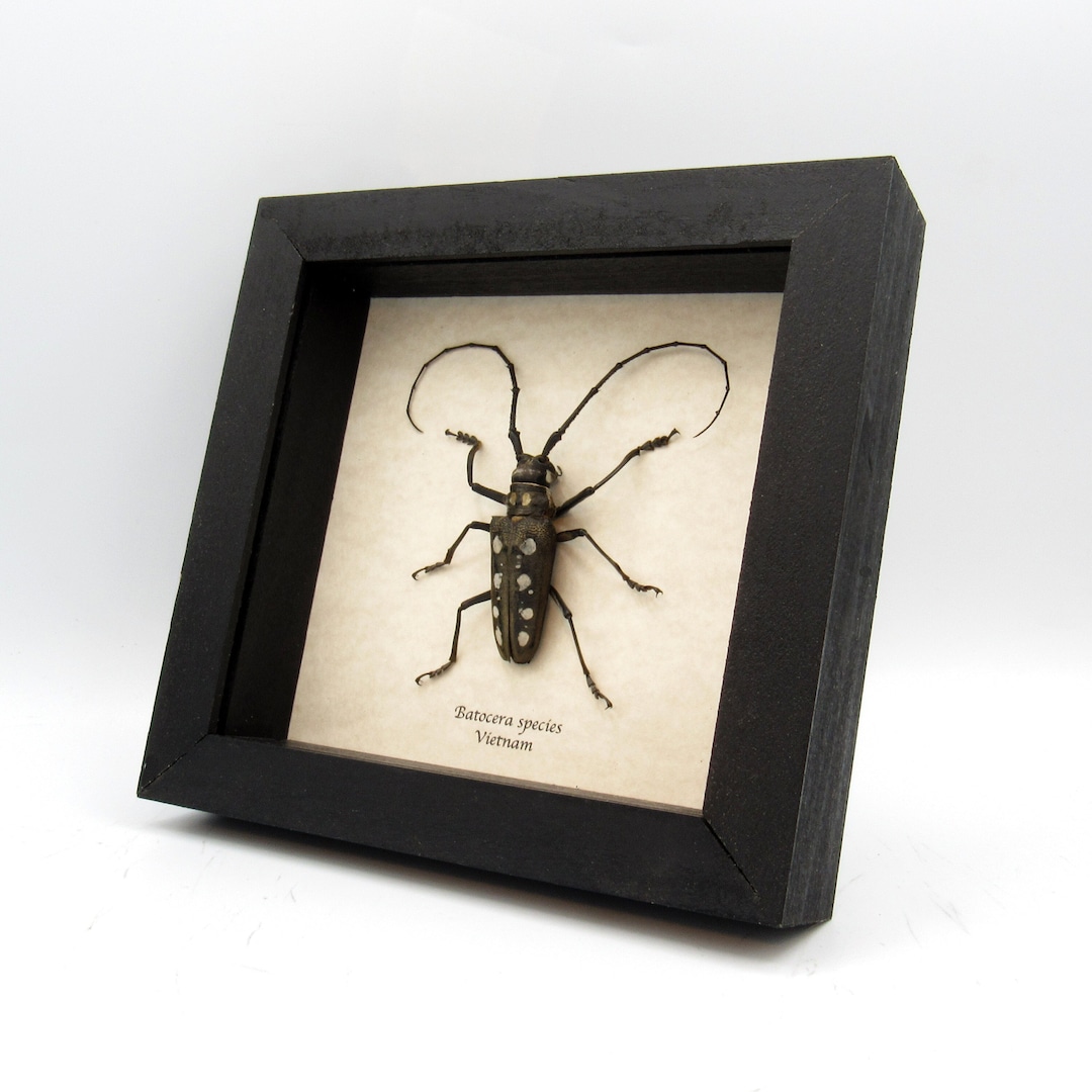 Real Long Horn Beetle Framed Taxidermy Batocera Species - Etsy Ireland