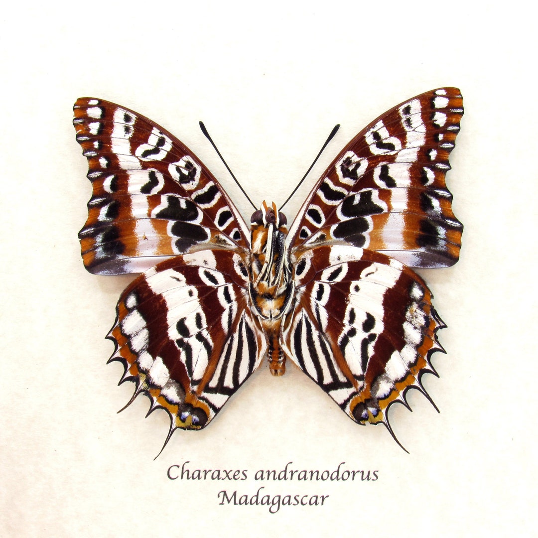 Very Rare Silver Charaxes Butterfly Framed Taxidermy - Charaxes ...