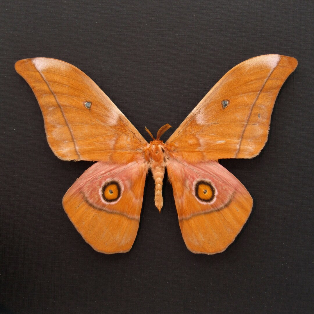 Rare Giant Emperor Moth Framed Taxidermy - Nudaurelia Venus - Etsy