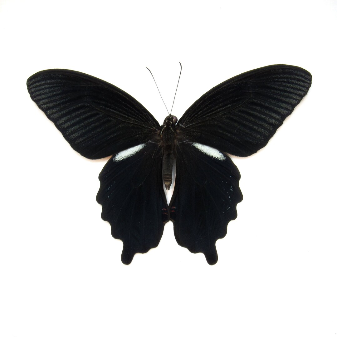 Real Black Spangle Swallowtail Butterfly Framed Taxidermy Papilio ...