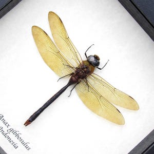 Real Giant Darner Dragonfly Taxidermy - Anax Gibbosulus - Etsy