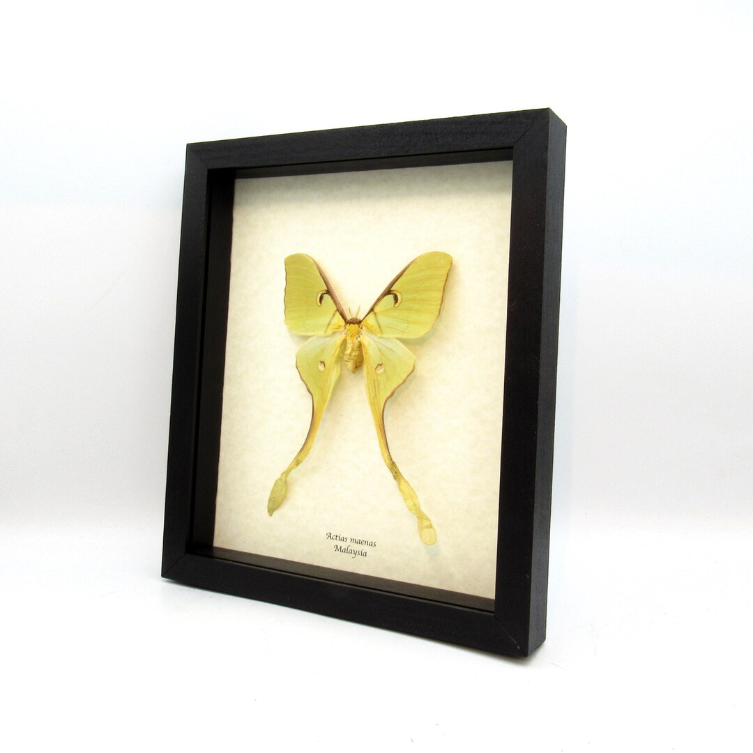 Real Giant Malaysian Moon Moth Framed Taxidermy Actias Maenas Real Giant Malaysian Moon Moth Framed Taxidermy Actias Maenas