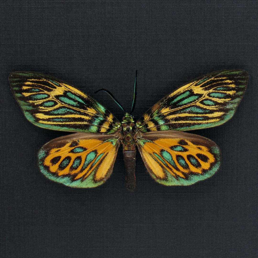 Very Rare Metallic Day Moth Framed Taxidermy - Pidorus Culoti - Etsy