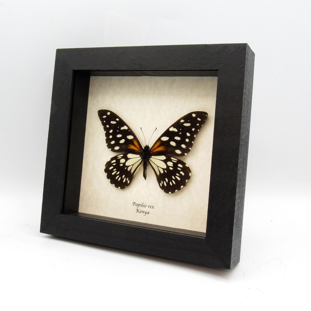 Rare Regal Swallowtail Butterfly Framed Taxidermy - Papilio Rex - Etsy