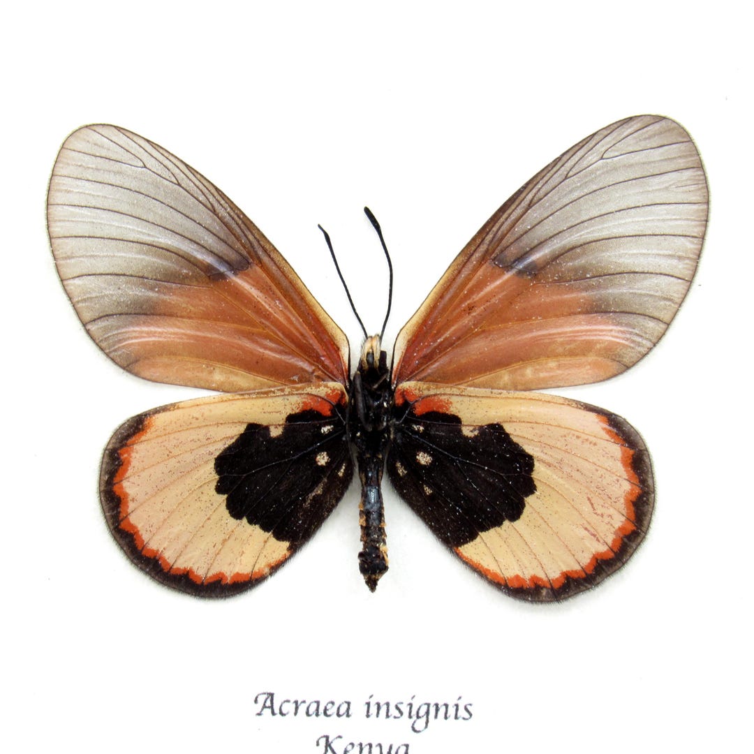 Real African Glasswing Butterfly Framed Taxidermy - Acraea Insignis ...