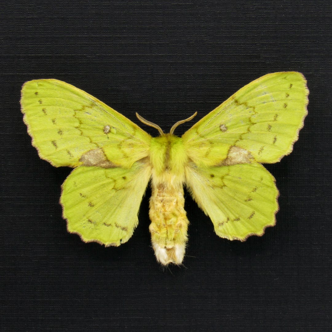 Real Lime Green Moth Framed Taxidermy - Trabala Charon - Female - Etsy