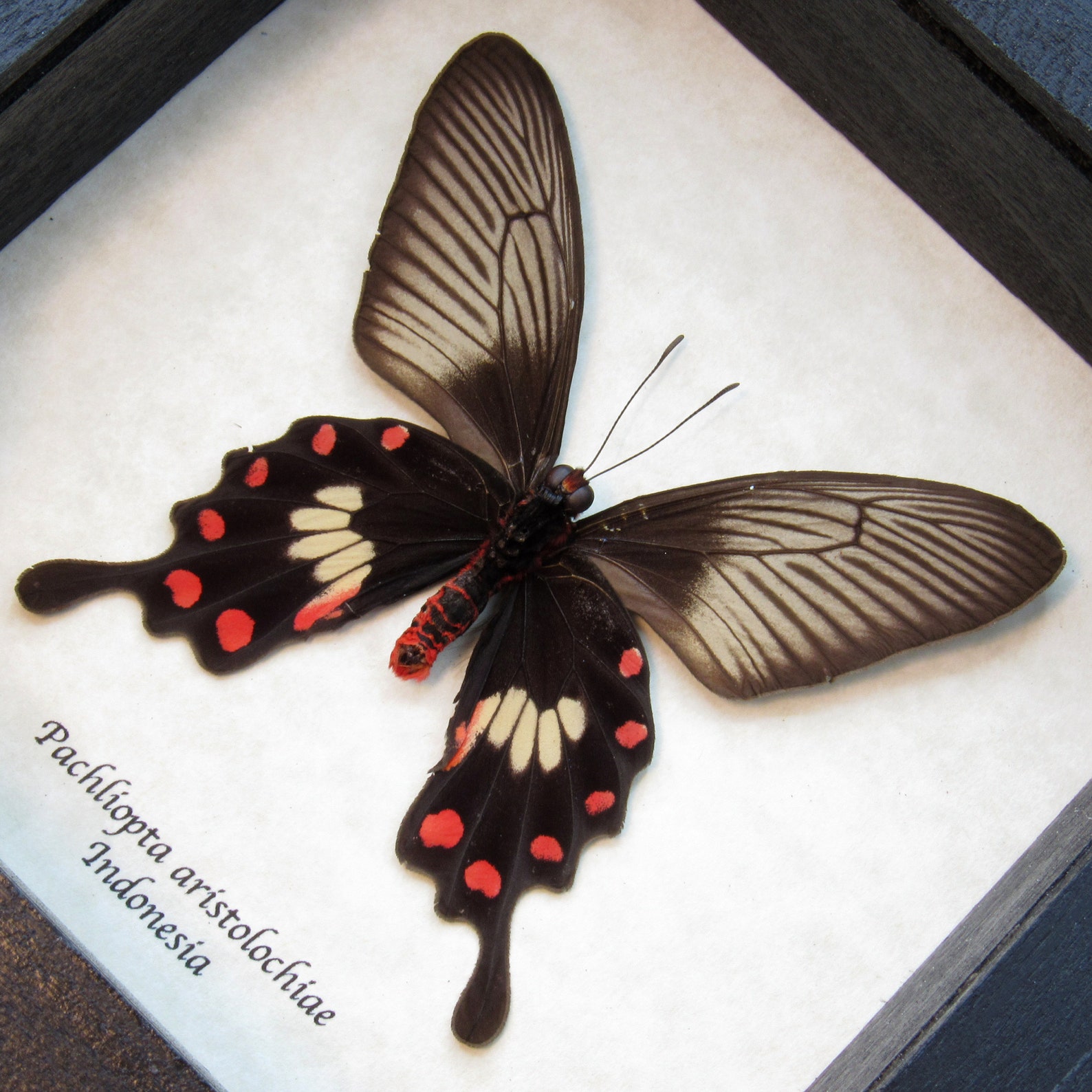Real Common Rose butterfly framed Pachliopta aristolochiae | Etsy