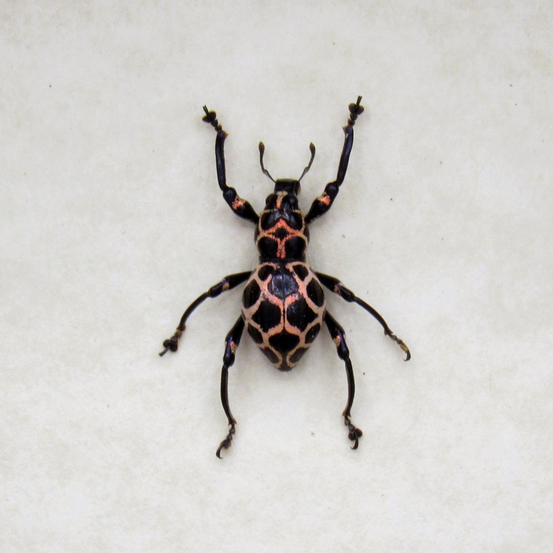 WEEVIL MANIA - Rare Pink Beetle Framed Taxidermy - Pachyrhynchus ...