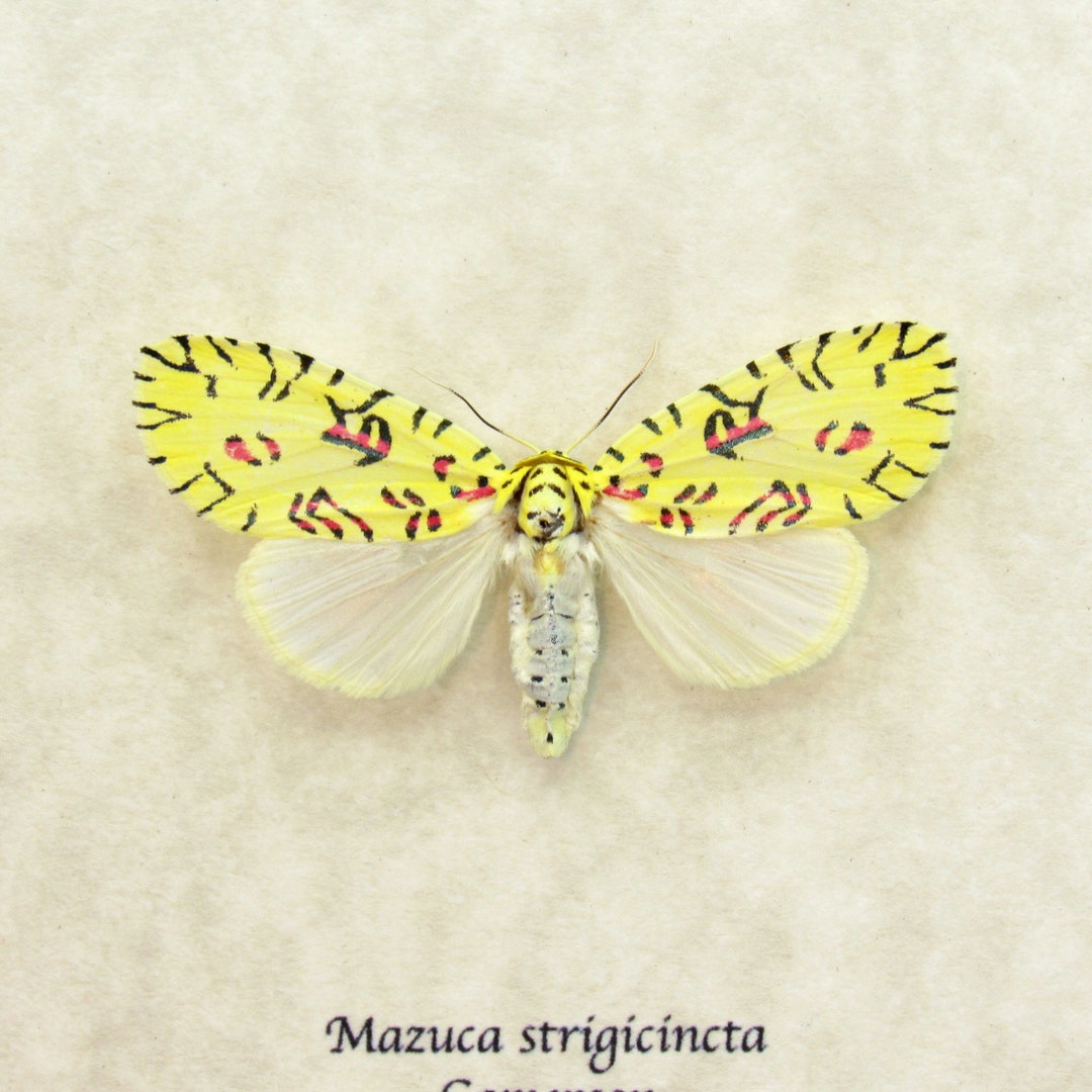 Rare Tiny Pikachu Moth Framed Taxidermy - Mazuca Strigicincta - Etsy