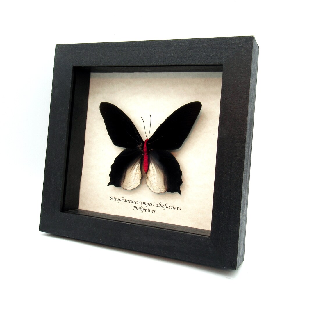Real Vampire Butterfly Framed Taxidermy Atrophaneura Semperi ...
