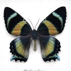 Rare Framed Zodiac Moth Taxidermy - Alcides Zodiaca - Large Female - Etsy