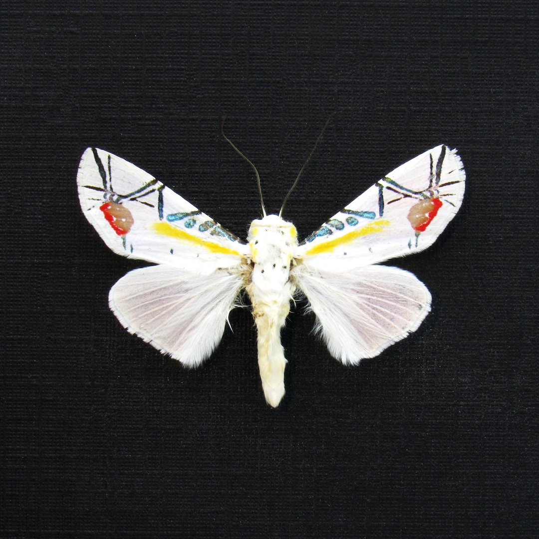Rare Metallic Picasso Moth Framed Taxidermy Baorisa Hieroglyphica - Etsy