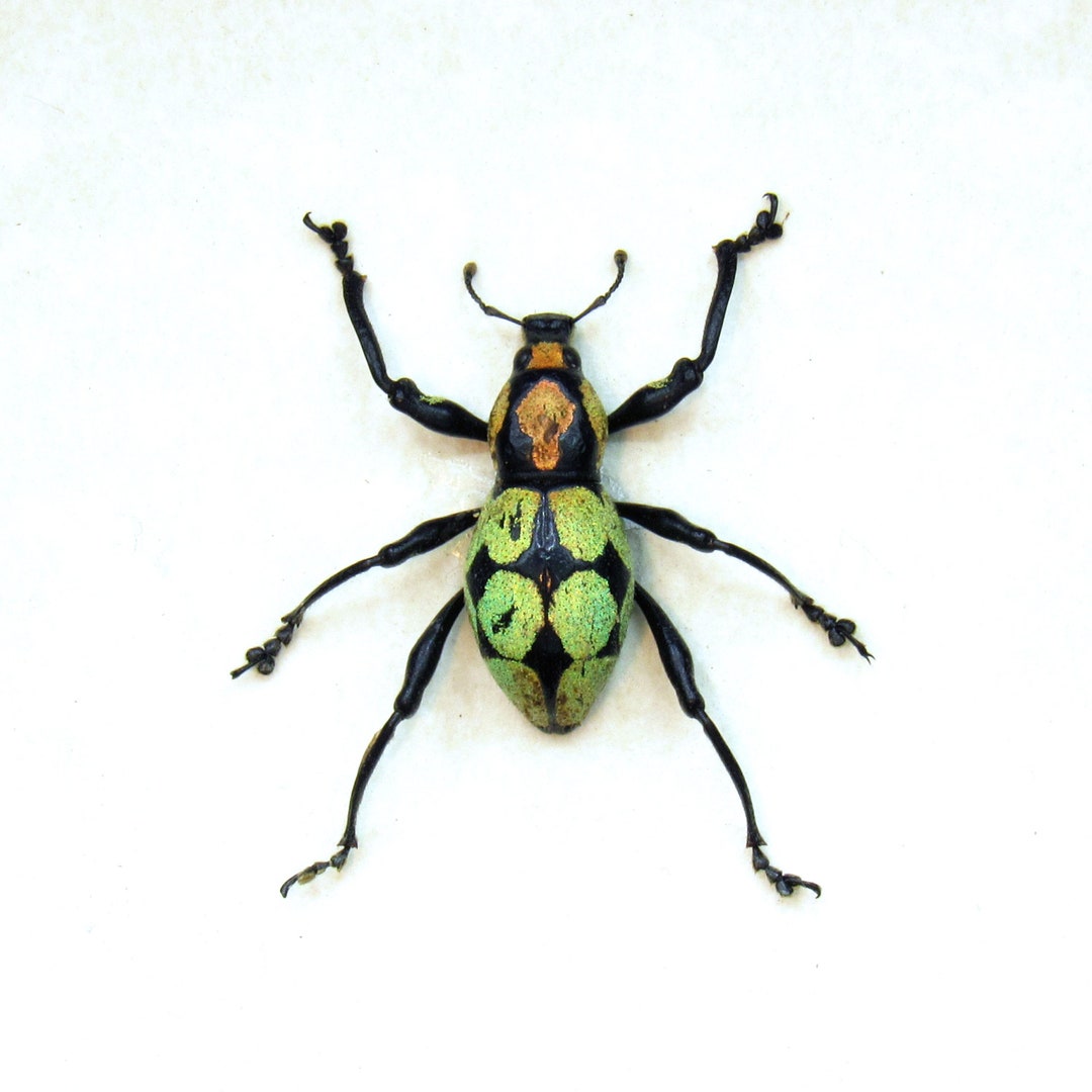 WEEVIL MANIA! Rare Glitter Weevil Framed Taxidermy - Pachyrhynchus ...