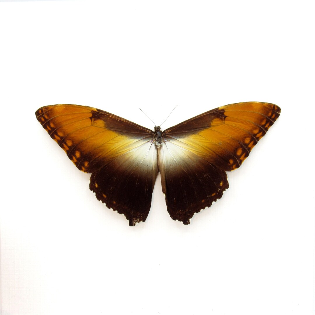 Real Sunset Butterfly Framed Taxidermy Morpho Hecuba Obidonus Victorian ...