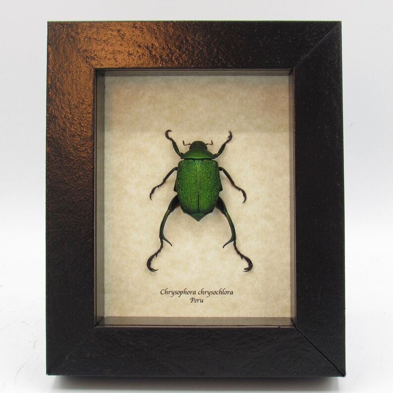 Real Metallic Green Scarab Beetle Framed Taxidermy - Etsy