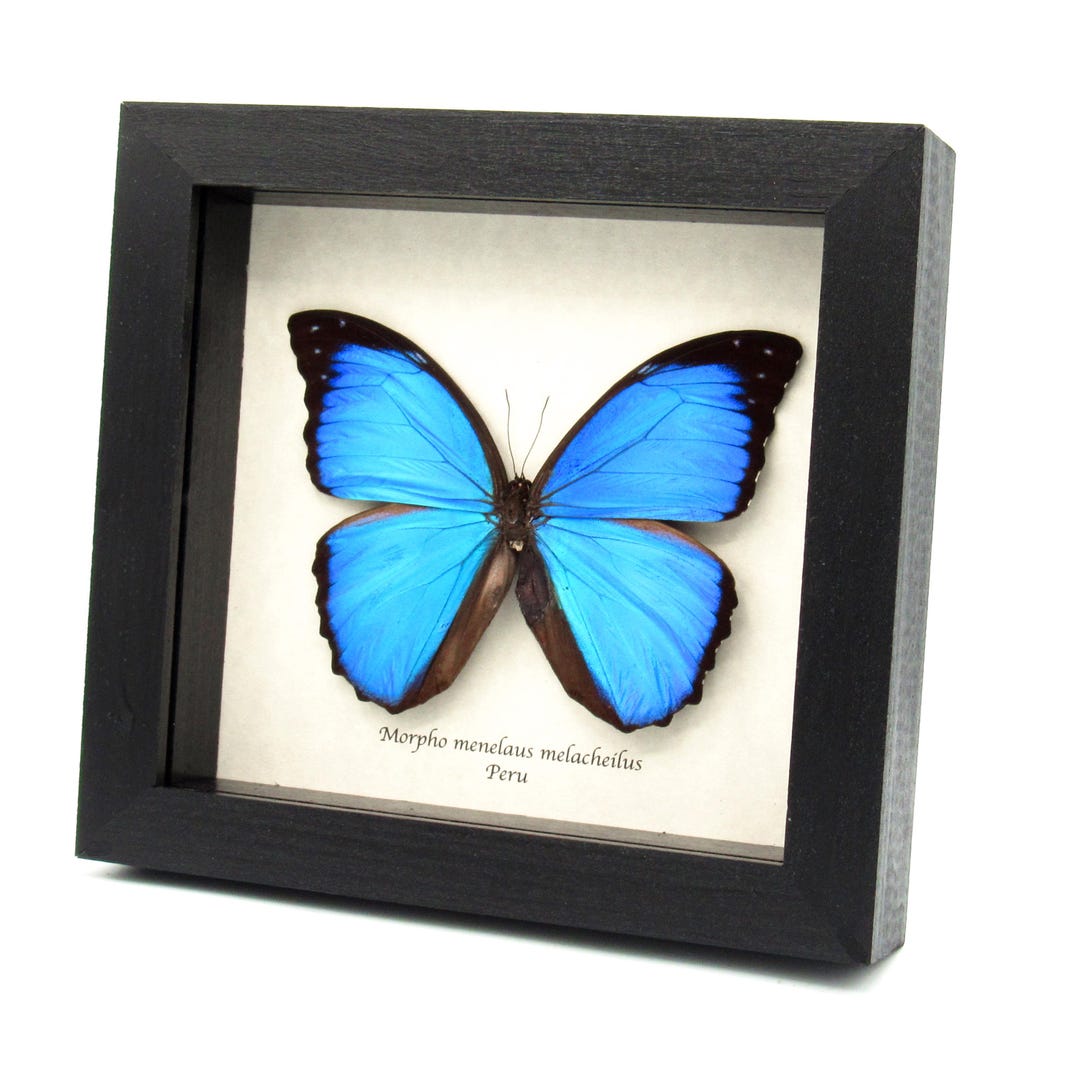 Real Giant Metallic Blue Morpho Butterfly Framed Taxidermy - Morpho ...