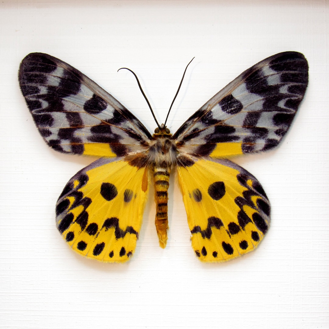 Rare Yellow False Tiger Moth Framed Taxidermy - Dysphania Malayanus - Etsy