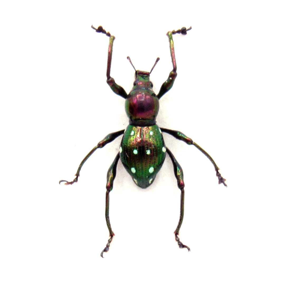 Rare Metallic Purple Weevil Beetle Framed Specimen - Pachyrhynchus ...