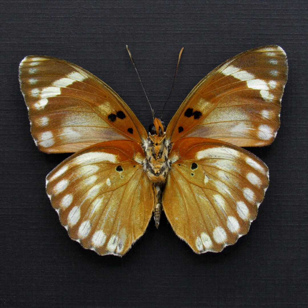 Rare Iridescent Bronze Forester Butterfly Framed Specimen - Euphaedra ...