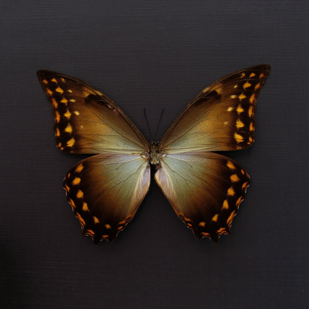 Rare Giant Morpho Butterfly Framed Taxidermy Morpho Amphitryon - Etsy