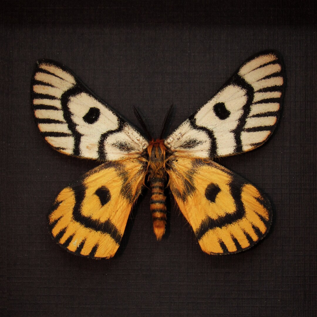 Real Rare Sheep Moth Framed Taxidermy Hemileuca Nuttalli - Etsy