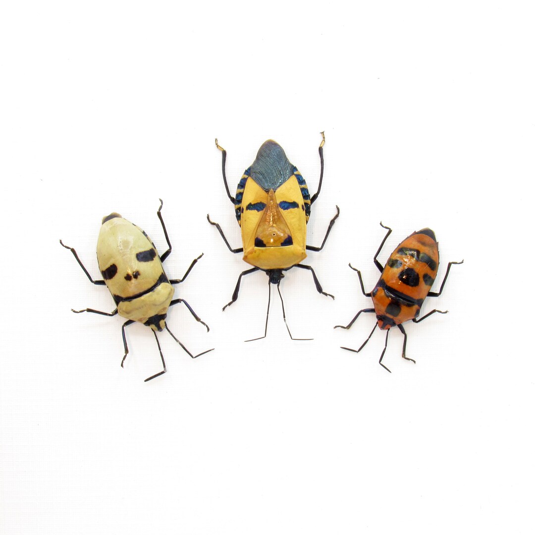 Real Bugs With Human Faces Dancing : - Etsy