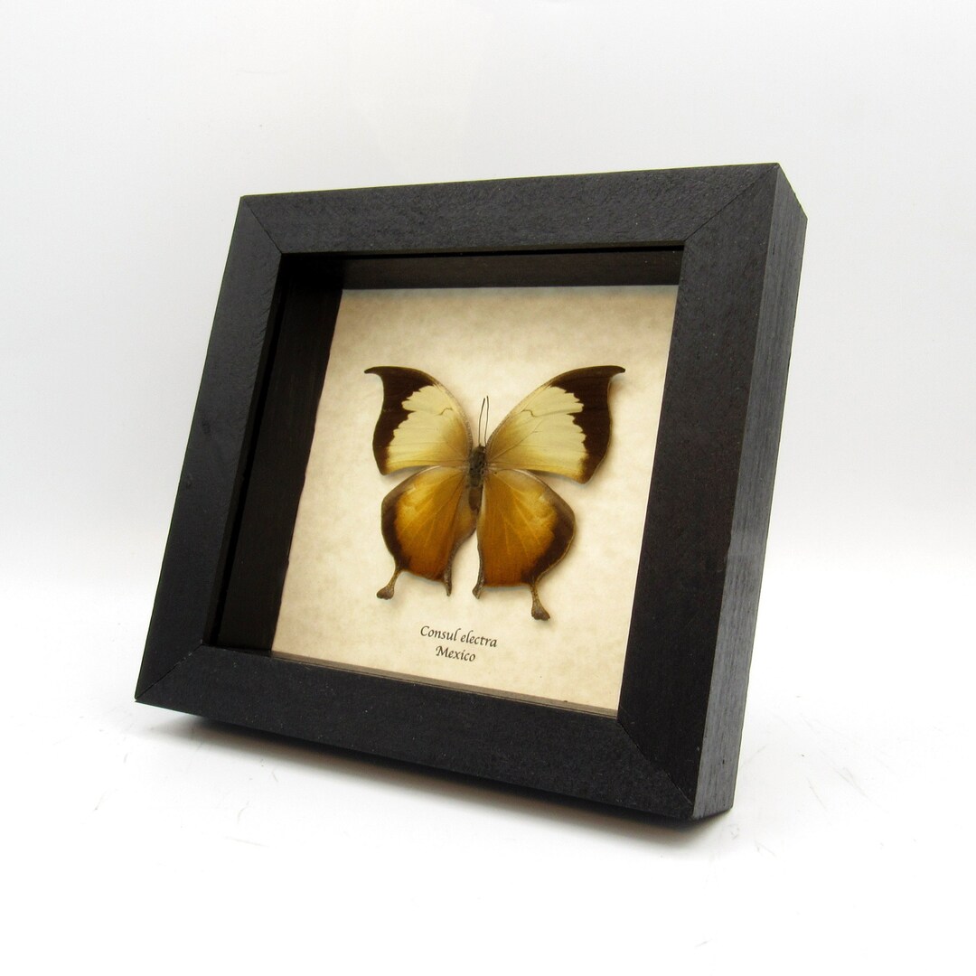 Rare Butterfly Framed Taxidermy - Consul Electra - Etsy