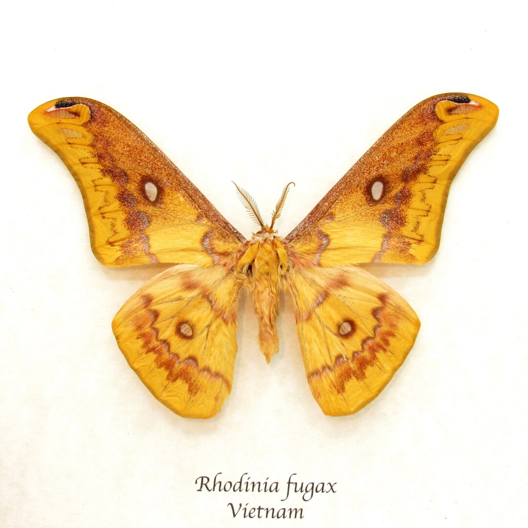 Rare Squeaking Silkmoth Framed Taxidermy Rhodinia Fugax - Etsy