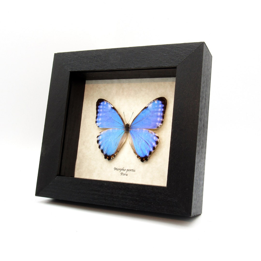 Real Iridescent Blue Morpho Butterfly Framed Taxidermy - Morpho Portis ...