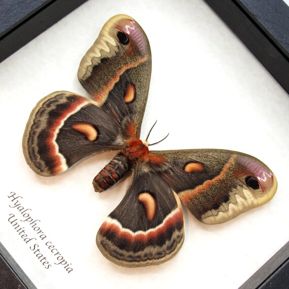 Cecropia Moth Female